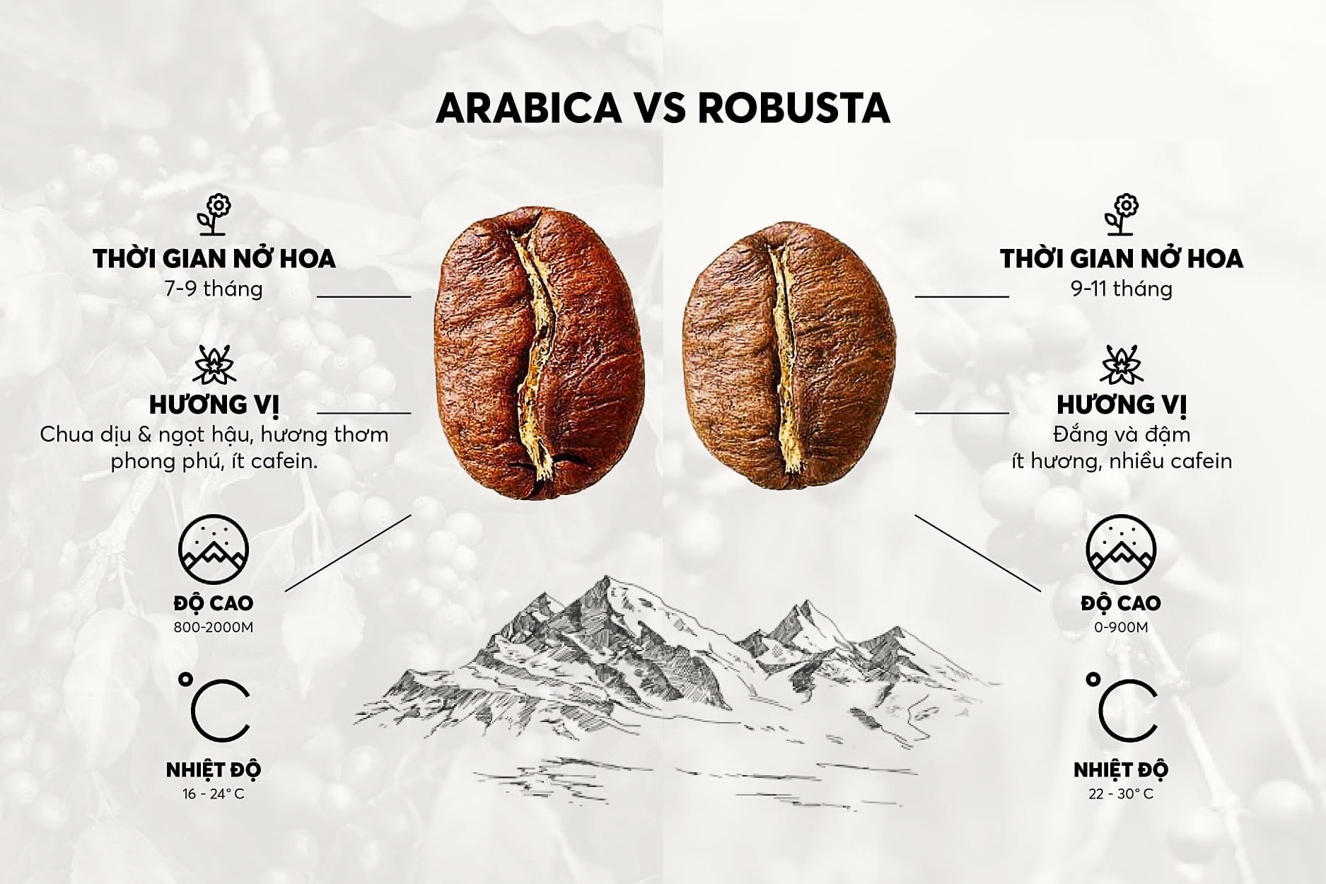 11 Điểm khác nhau giữa Arabica vs Robusta | Thời Đại Coffee| Nhập khẩu ...